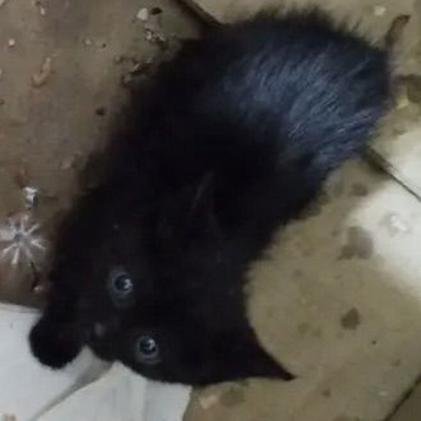 Котёнок в добрые руки