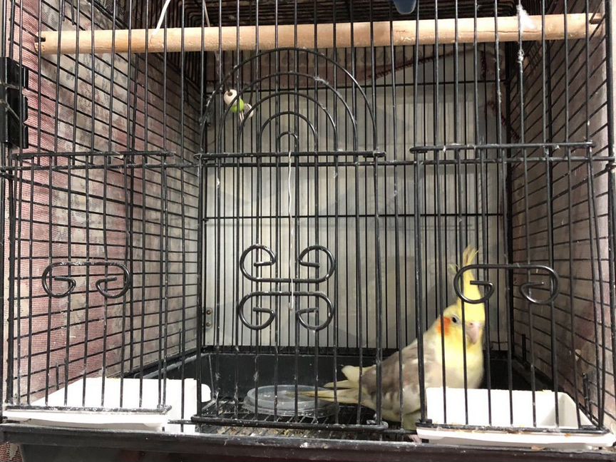 Продаю попугая кореоа девочка лара