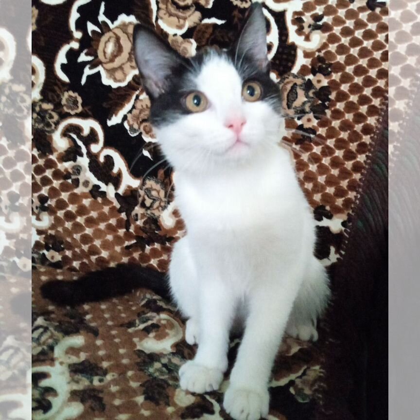 Котенок мальчик