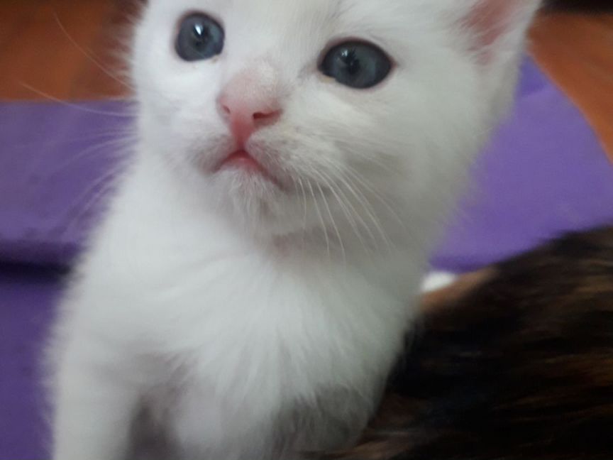 Беспородные котята