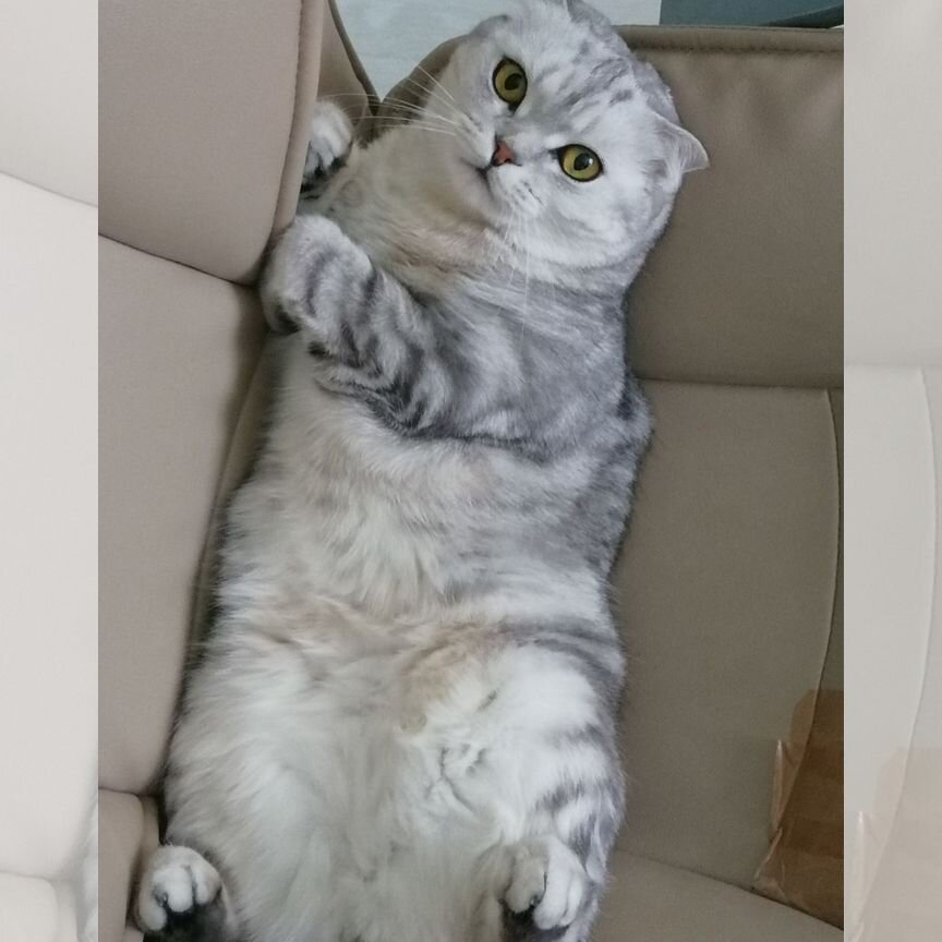 Шотландская вислоухая короткошёрстная кошка, взрослая