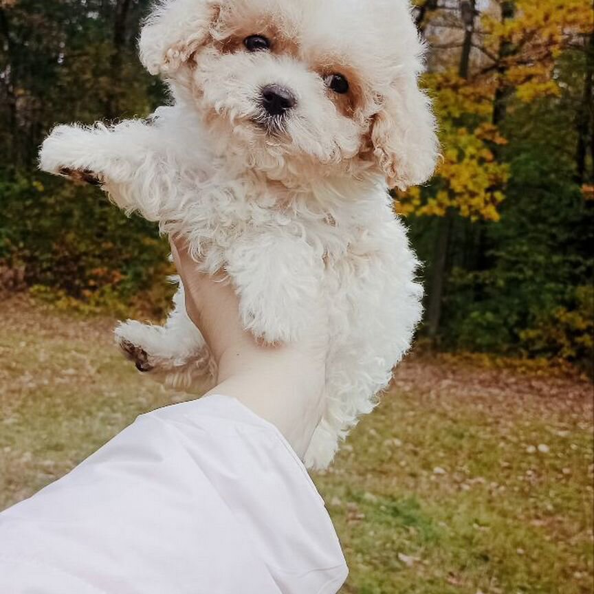 Мальтипу Мими-Мишка