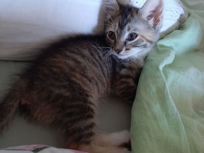 Нежная малышка Сонечка(1,5 мес) ждёт любящую семью