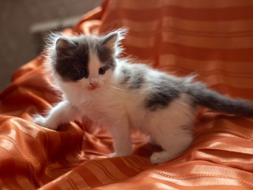 Кошка для души