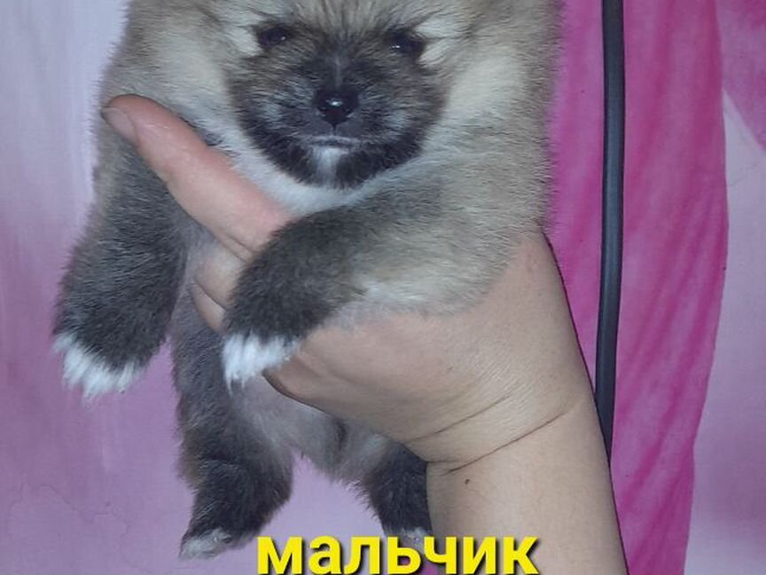 Щенки (есть описание)