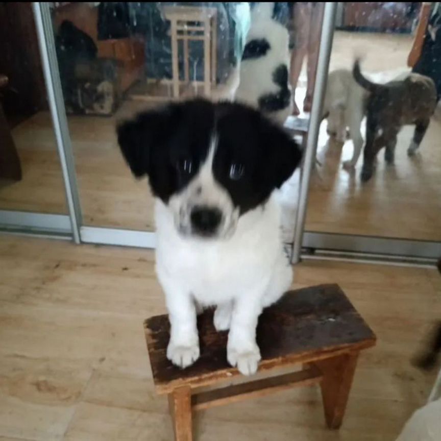 Щенок девочка в добрые руки