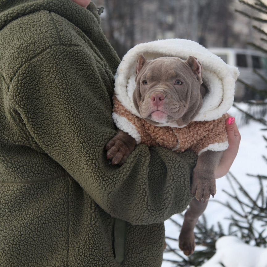 Американский булли, щенок