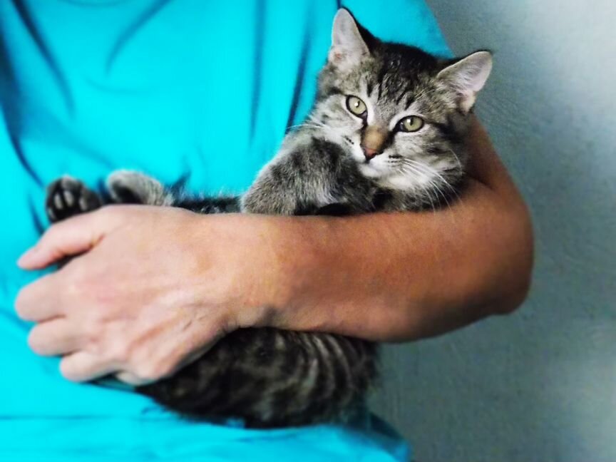 Серый полосатый котенок – мальчик 2 месяца