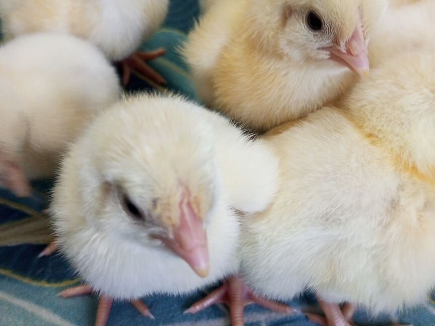 Цыплята суточные