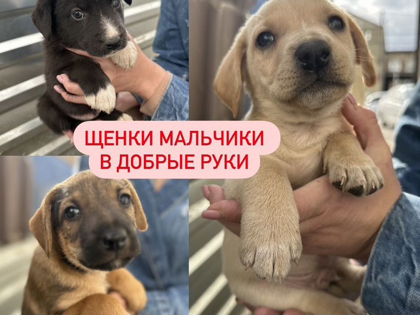 Щенки мальчики в добрые руки