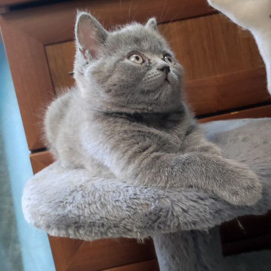 Британские котята