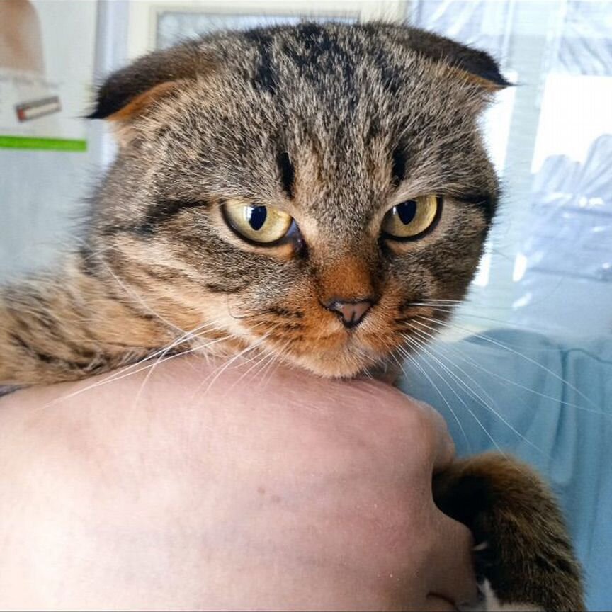 Кошки в добрые руки