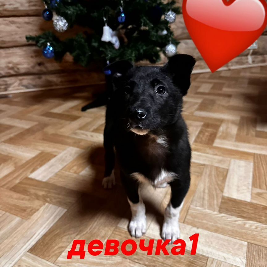 Щенок в добрые руки бесплатно