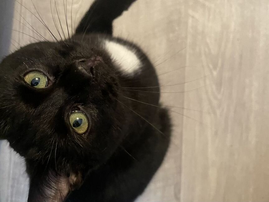 Черный котенок Хьюго