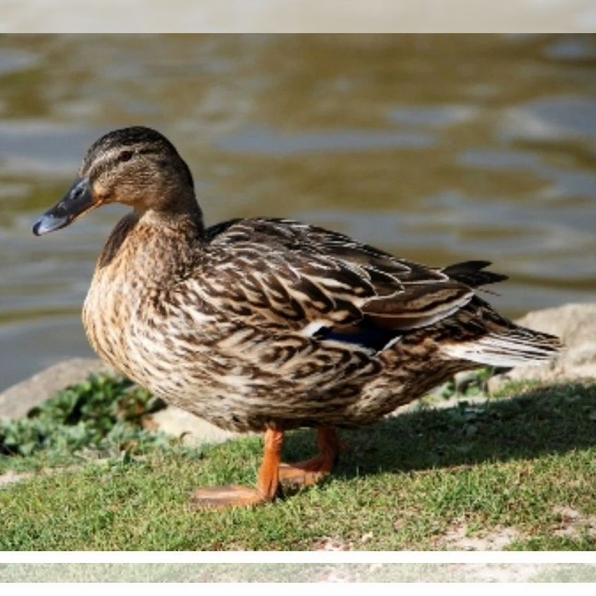 Подсадные утки для охоты