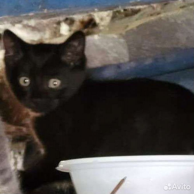 Котёнок чёрненький