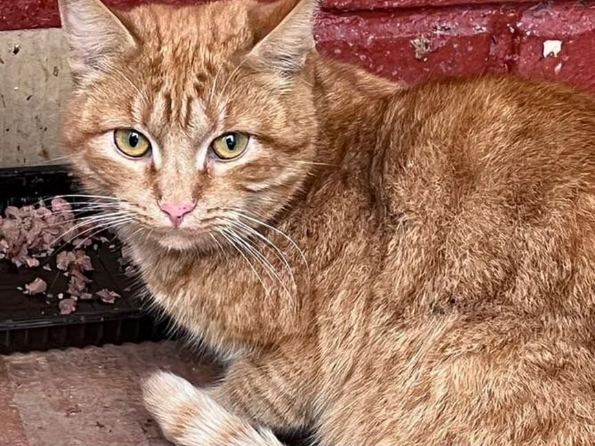 Травят кошек