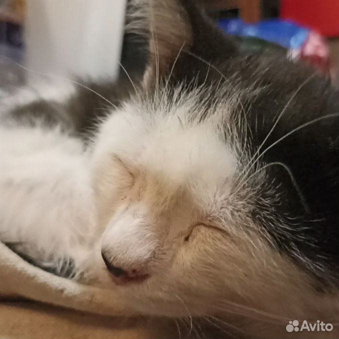 Мальчик котёнок чёрно-белого окраса, Самара