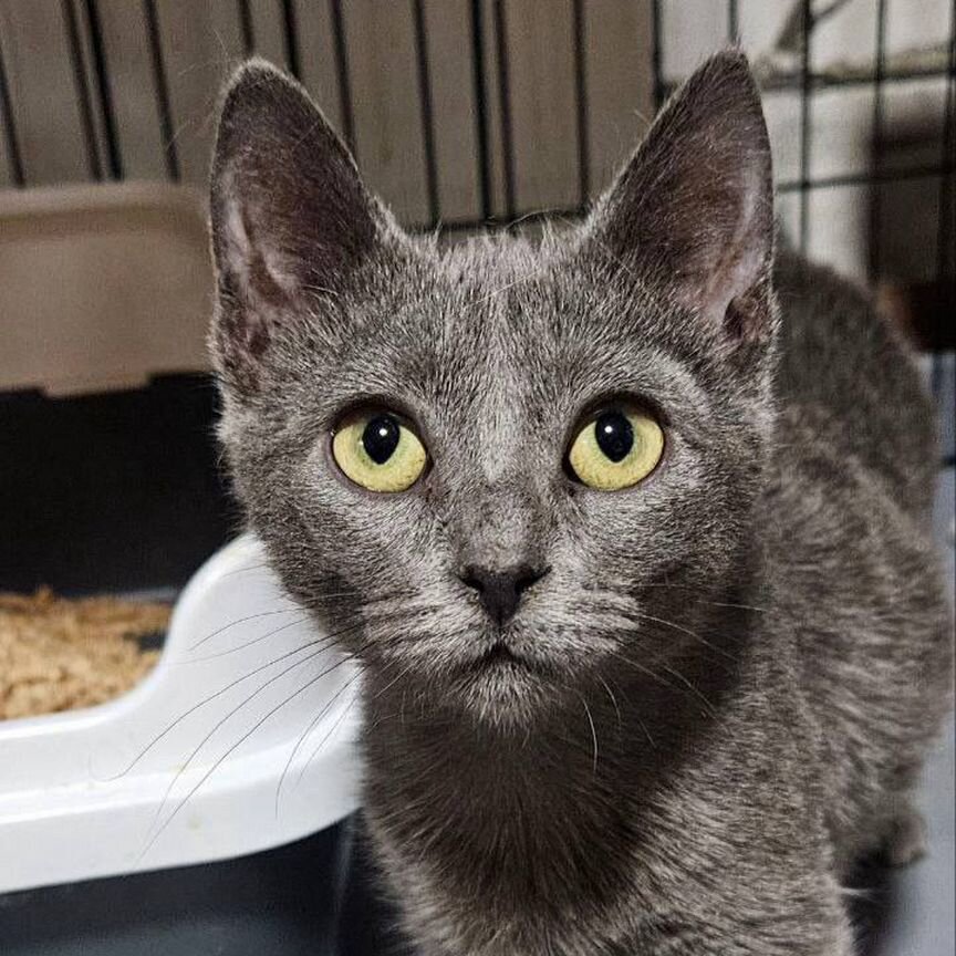 Котенок в добрые руки