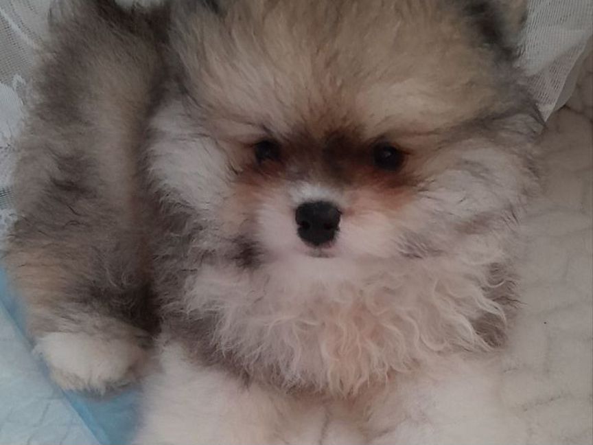 Ми-Мишка померанец