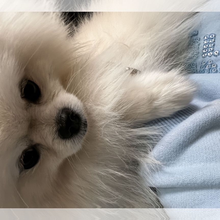 Померанский шпиц, щенок