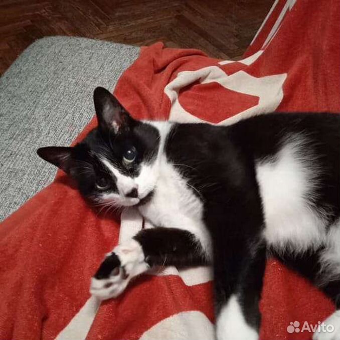 Котик-аристократ