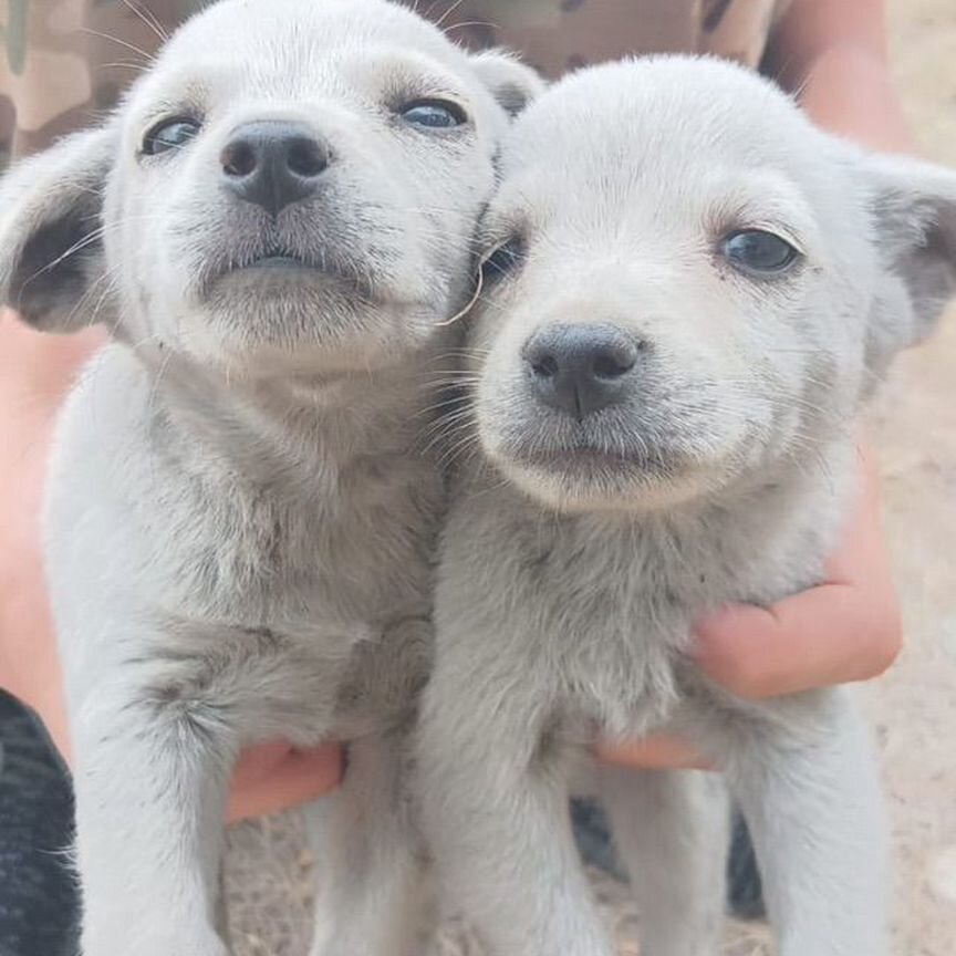 Щенки бесплатно
