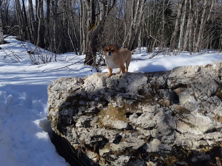 Вязка кобель чихуахуа
