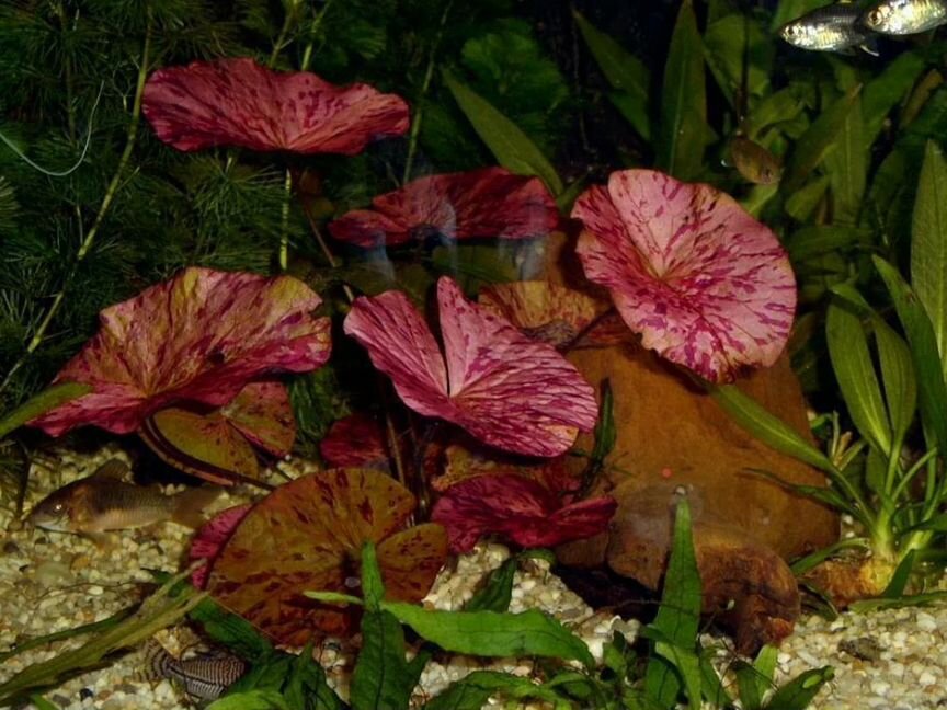 Нимфея тигровая красная