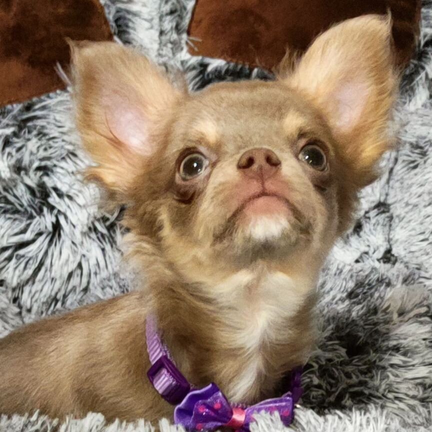 Мальчик лиловоподпалый д/ш