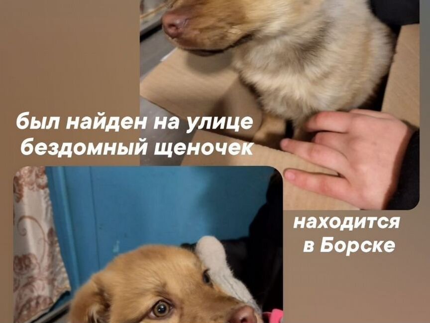 Найдена собака не установленной породы