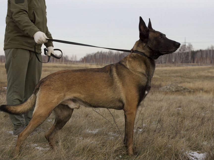 Бельгийская овчарка малинуа вязка
