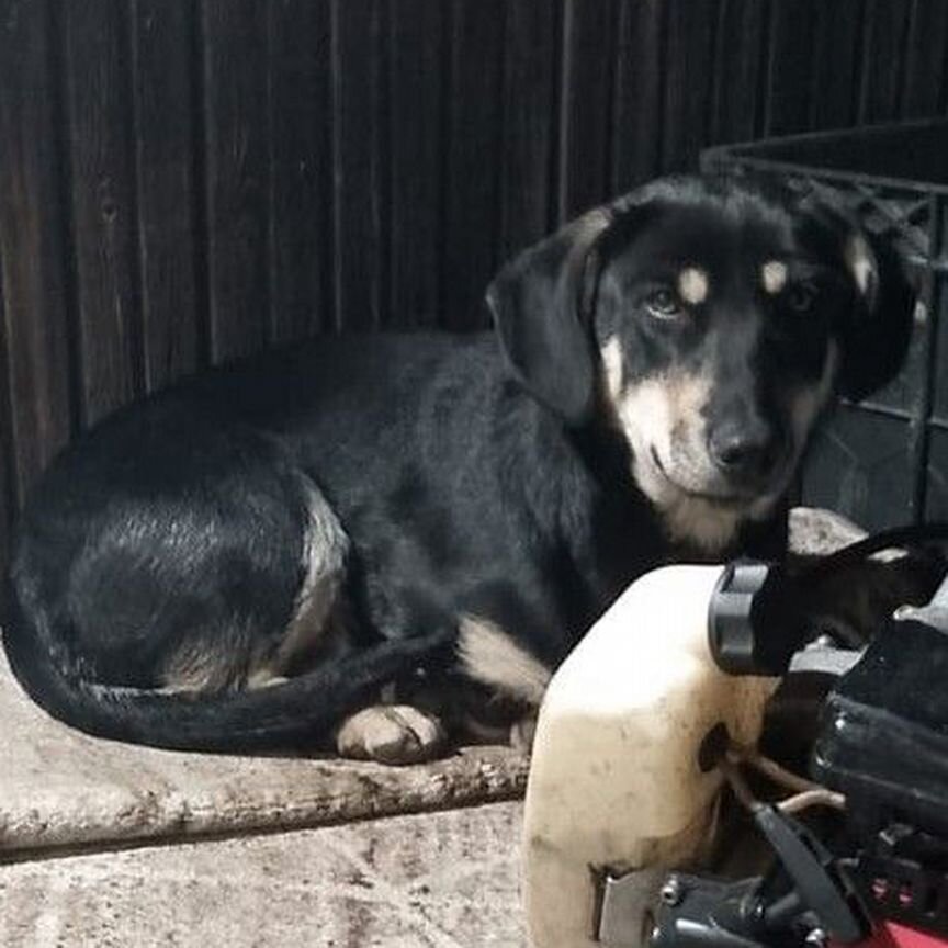 Такса, щенок