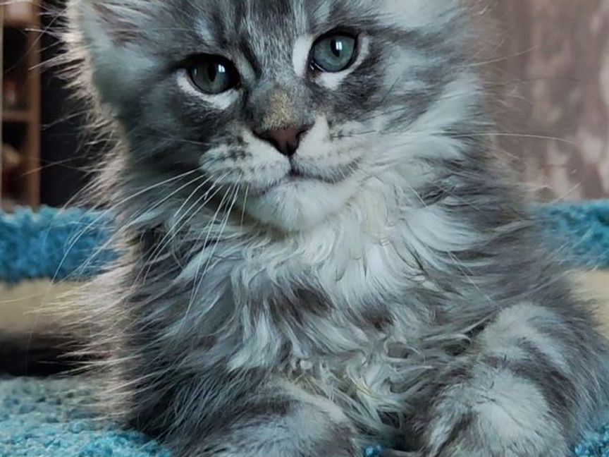 Котенок Мейн кун шикарные породные данные