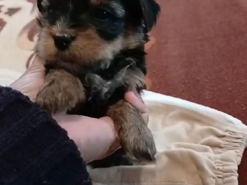 Йоркширский терьер