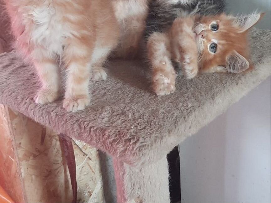 Котятки мейн кун