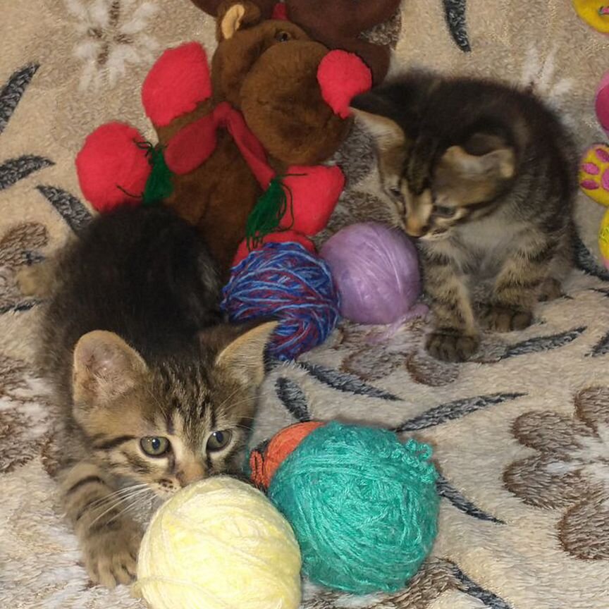 Отдам котят в добрые руки (бесплатно доставим)