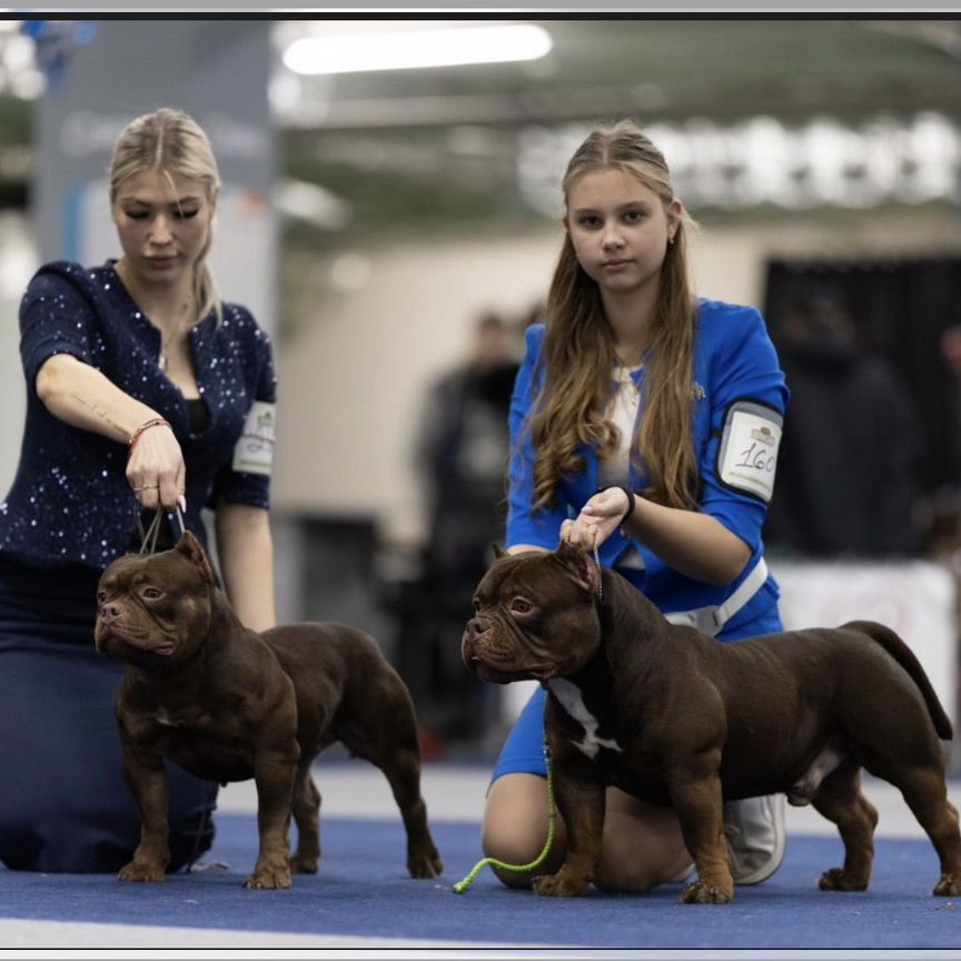 Американский булли