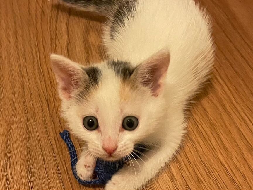 Кошки в добрые руки бесплатно