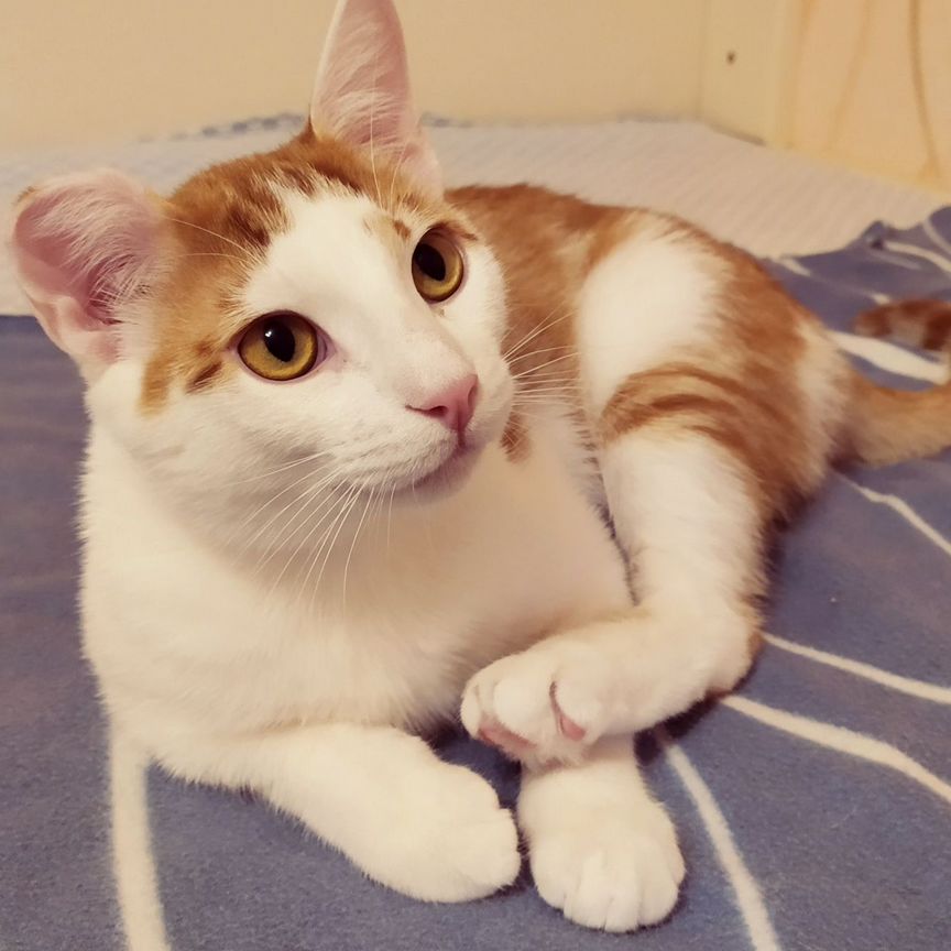 Котёнок в добрые руки