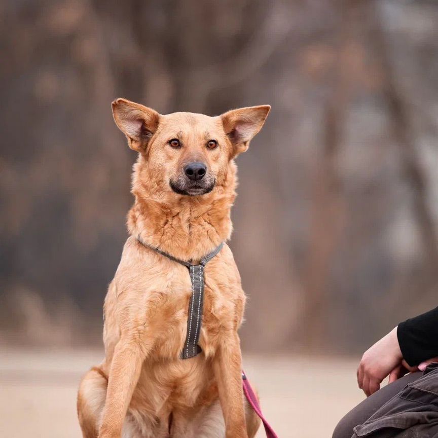 Красавица лисенок Алиса ищет свой дом