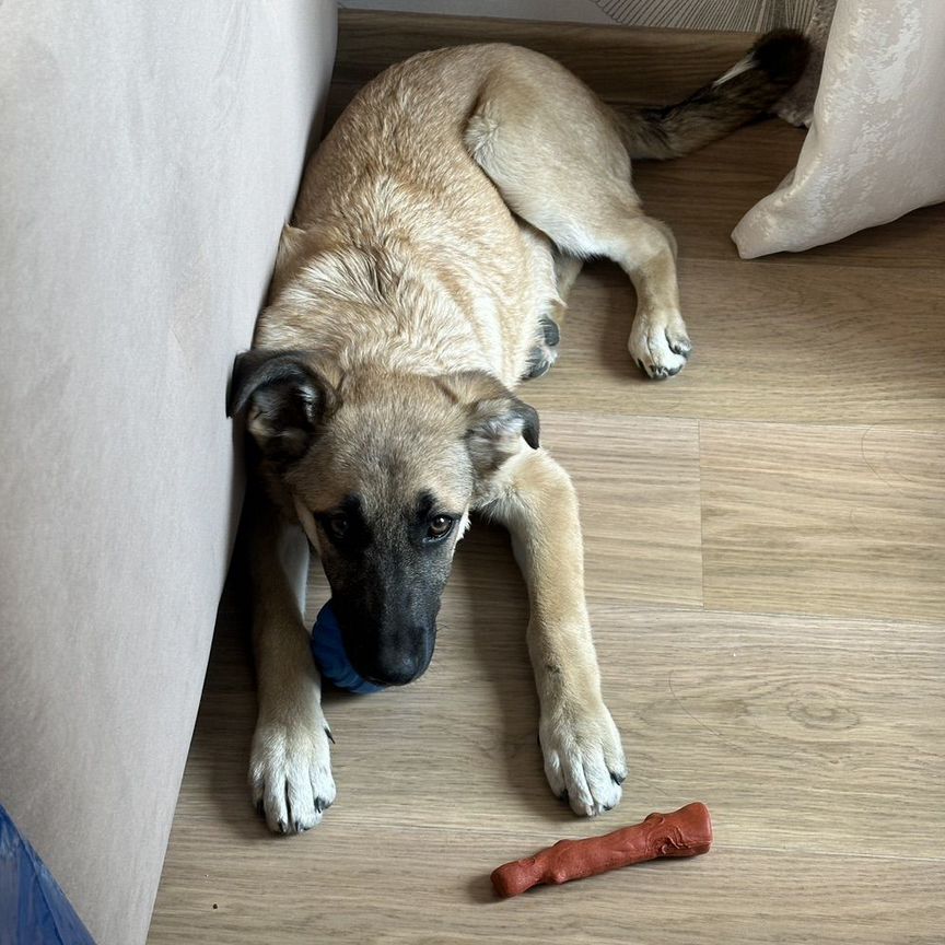 Отдам в добрые руки щеночка девочку 4 месяца