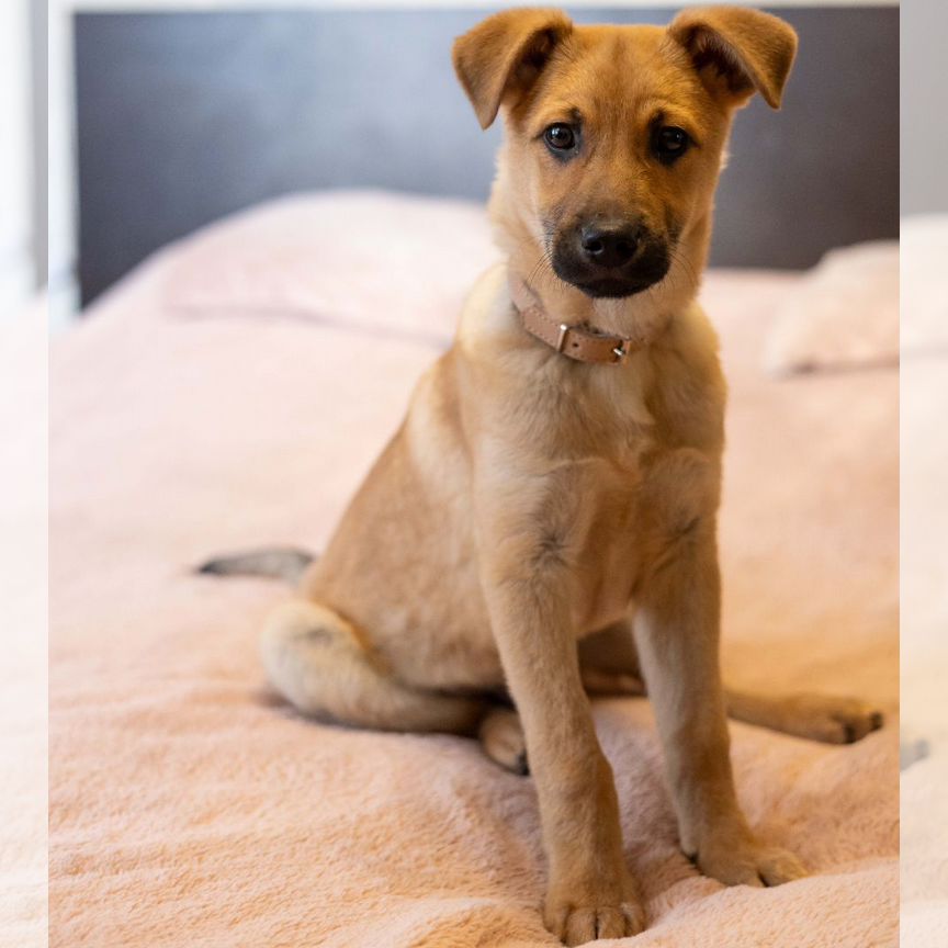 Щенок в добрые руки