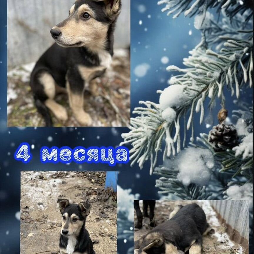 Одинокий щенок. Хорошему человеку