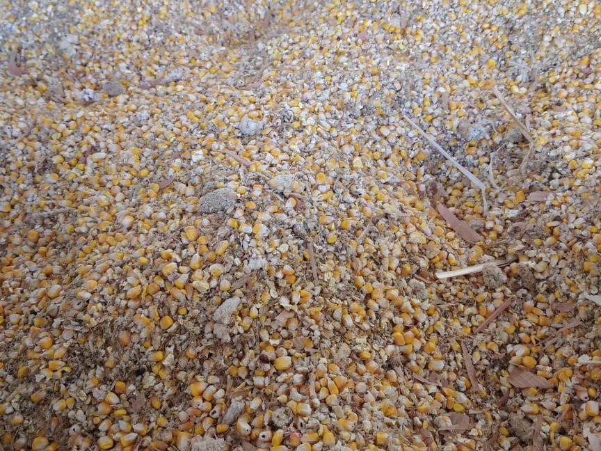 Отходы кукурузы (обруш)