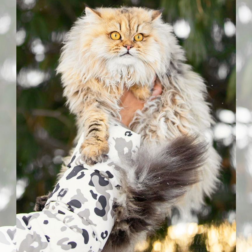 Шикарный котик