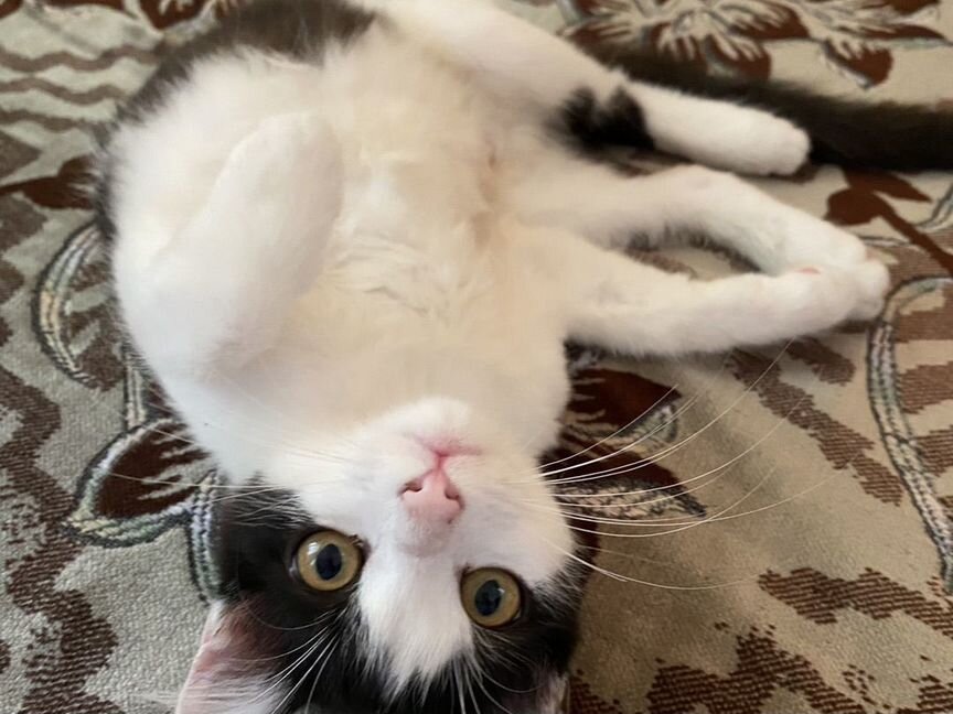 Котенок в добрые руки