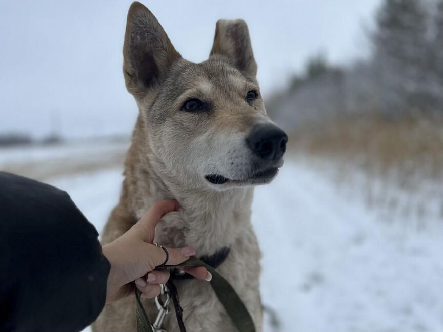Собачка Багира ищет дом