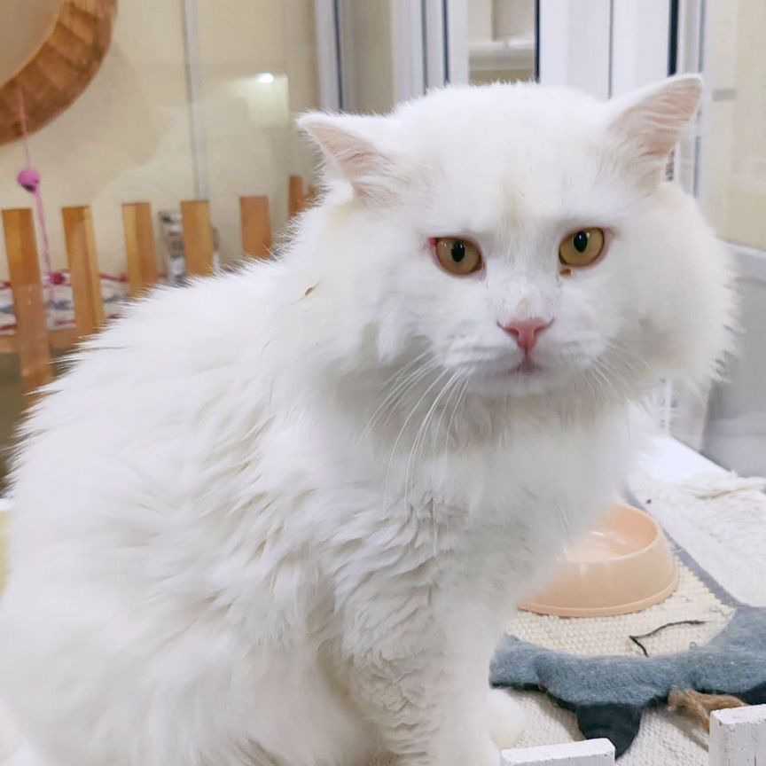 Самый зимний котик