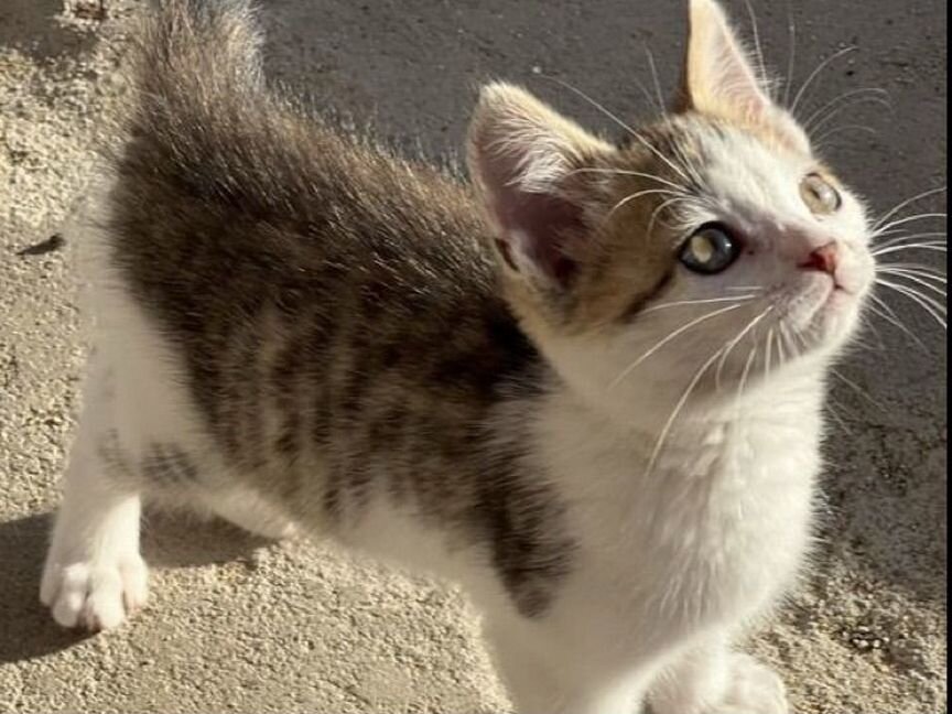 Котята в самые добрые руки